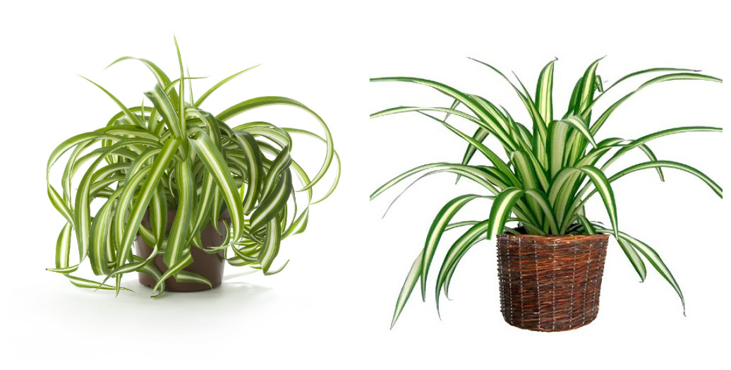 Chlorophytum: care and reproduction